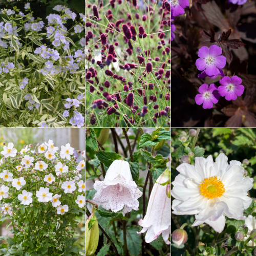 New Arrivals – Planters Patch