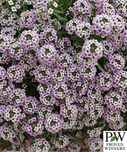 Lobularia hybrid 'Blushing Princess' | Planters Patch