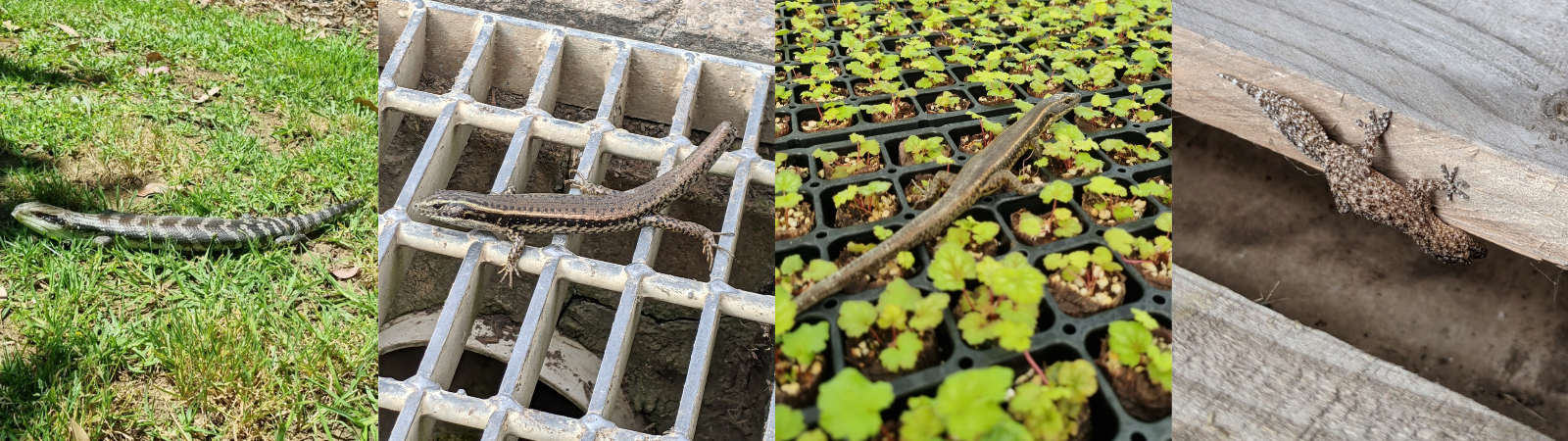 How to Help Lizards in your Garden – Planters Patch
