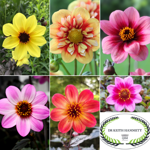 Collections – Planters Patch