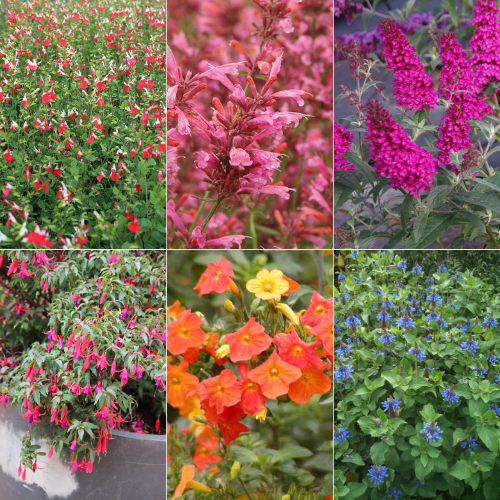 Perennial Shrub – Planters Patch