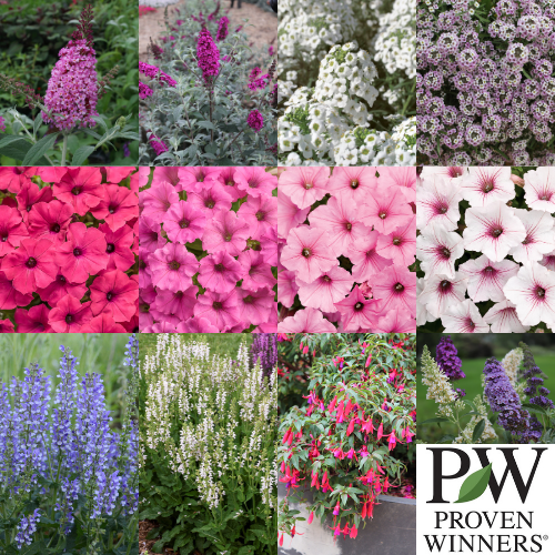 Proven Winners – Planters Patch