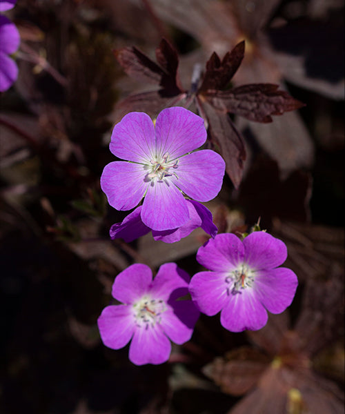 Planters Patch | Passionate About Plants