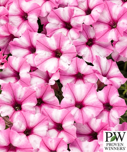 Proven Winners – Planters Patch