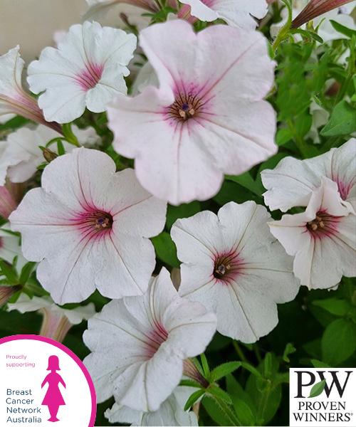 Proven Winners – Planters Patch
