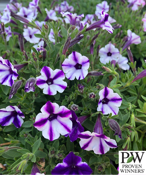 Proven Winners – Planters Patch