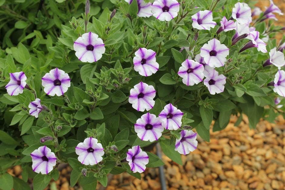 Proven Winners – Planters Patch